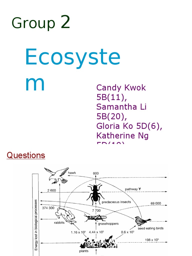 Ecosystem and Food Chain Analysis | PDF | Food Web | Ecosystem