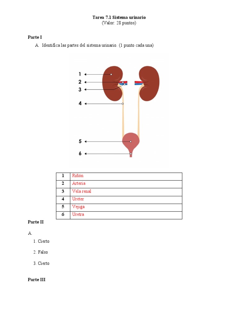 M7 Sistema Urinario Tarea 7 1 | PDF