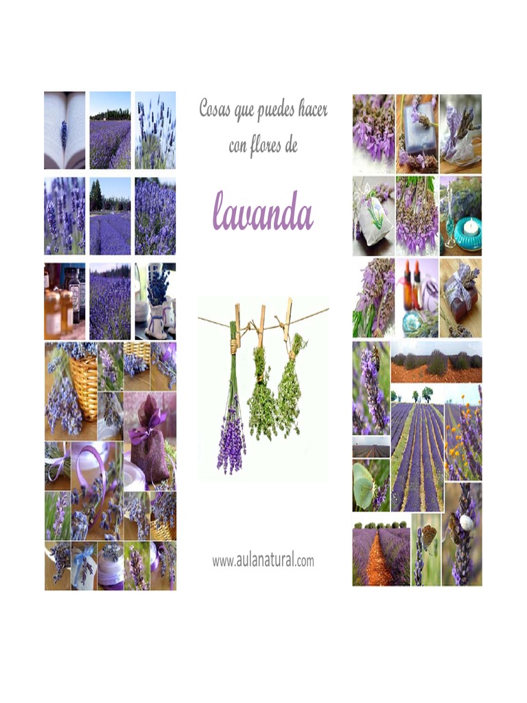 AulaNaturalLavanda (Cosas Que Se Pueden Hacer Con Lavanda) | PDF ...