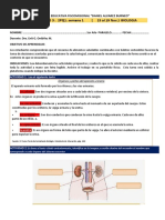 El Aparato Urinario para Tercer Grado de Primaria | PDF | Sistema urinario | Riñón