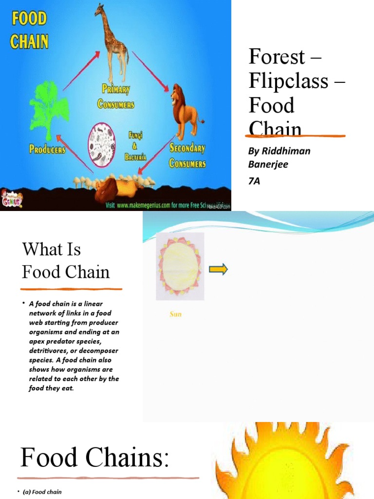 Forest - Flipclass - PG 279 Food Chain PPT For School | PDF | Science ...