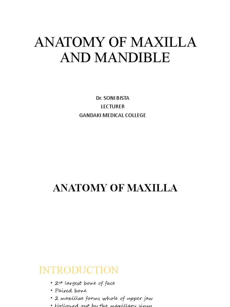 Anatomy of Maxilla and Mandible | PDF | Skeletal System | Anatomy