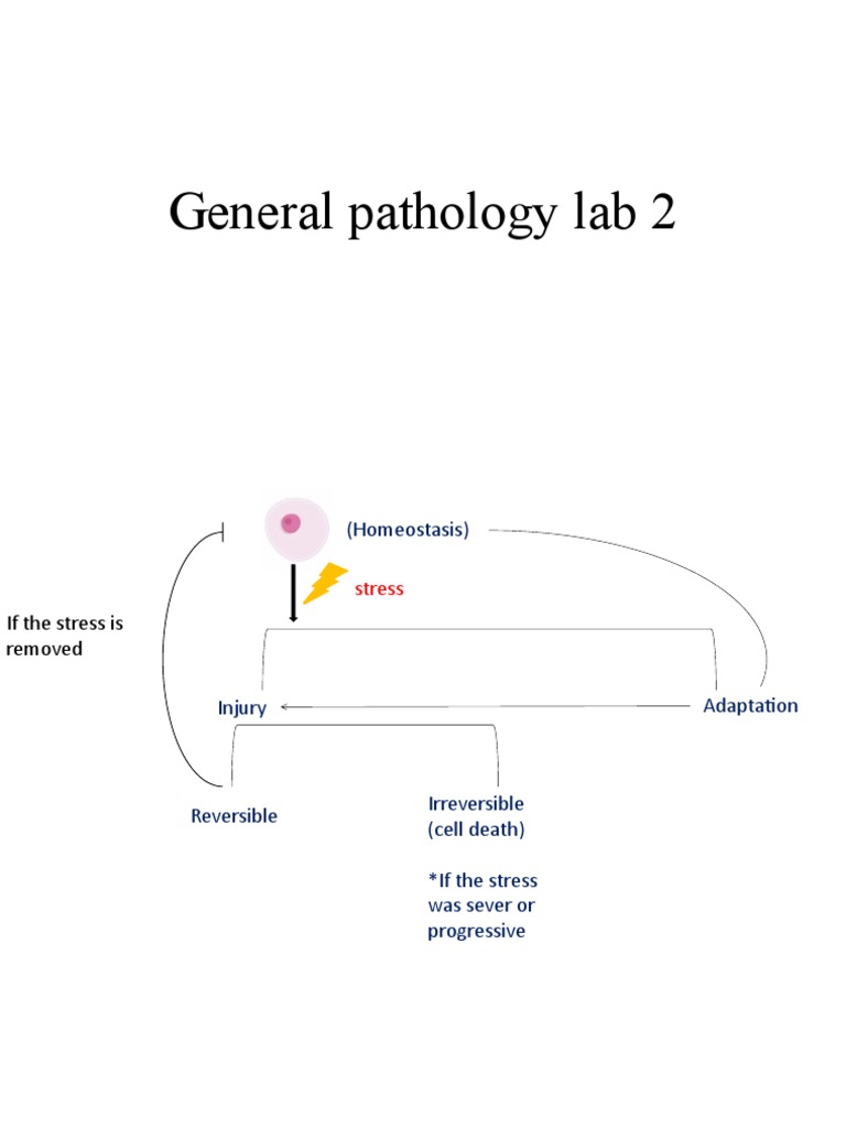 Pathology Lab: Cell Injury and Necrosis | PDF | Heart Failure ...