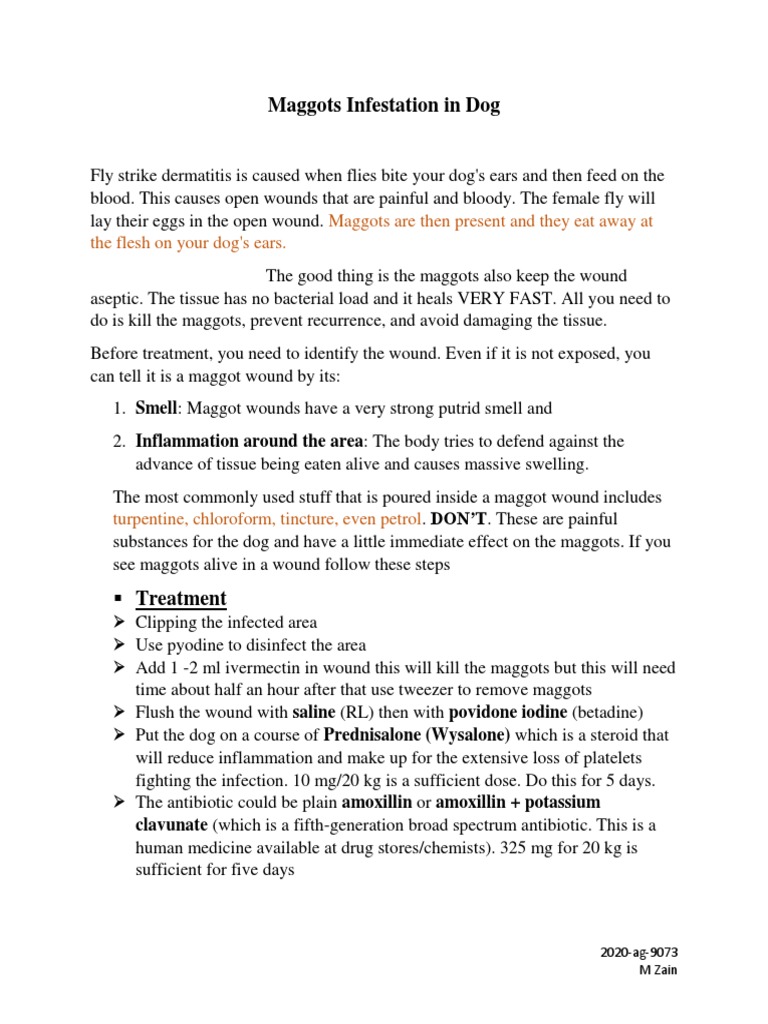 Maggots Infestation in Dog | PDF
