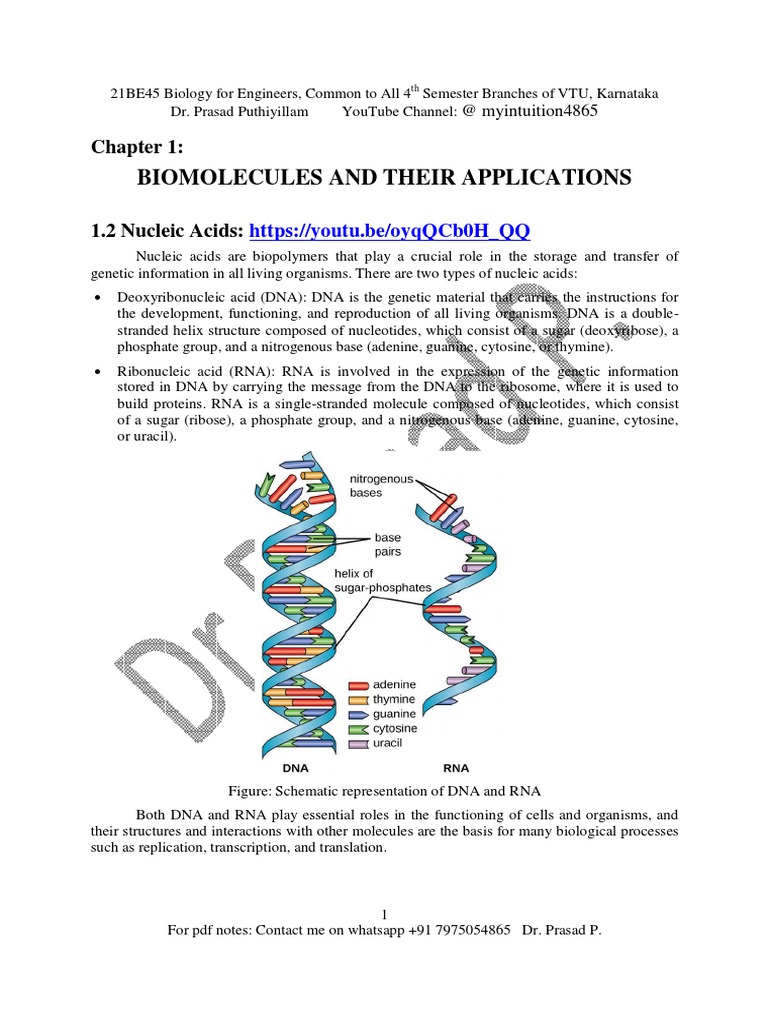 1.2 Nucleic Acids, Biology For Engineers DRP | PDF | Vaccines | Nucleic ...