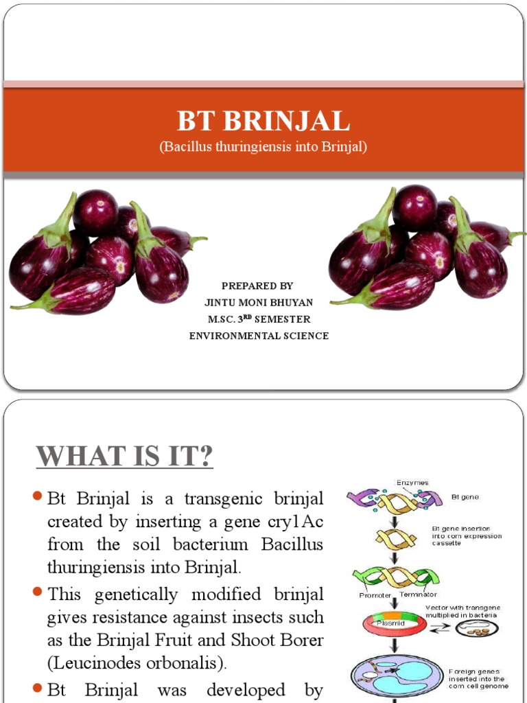 BT Brinjal | PDF | Agriculture | Natural Environment
