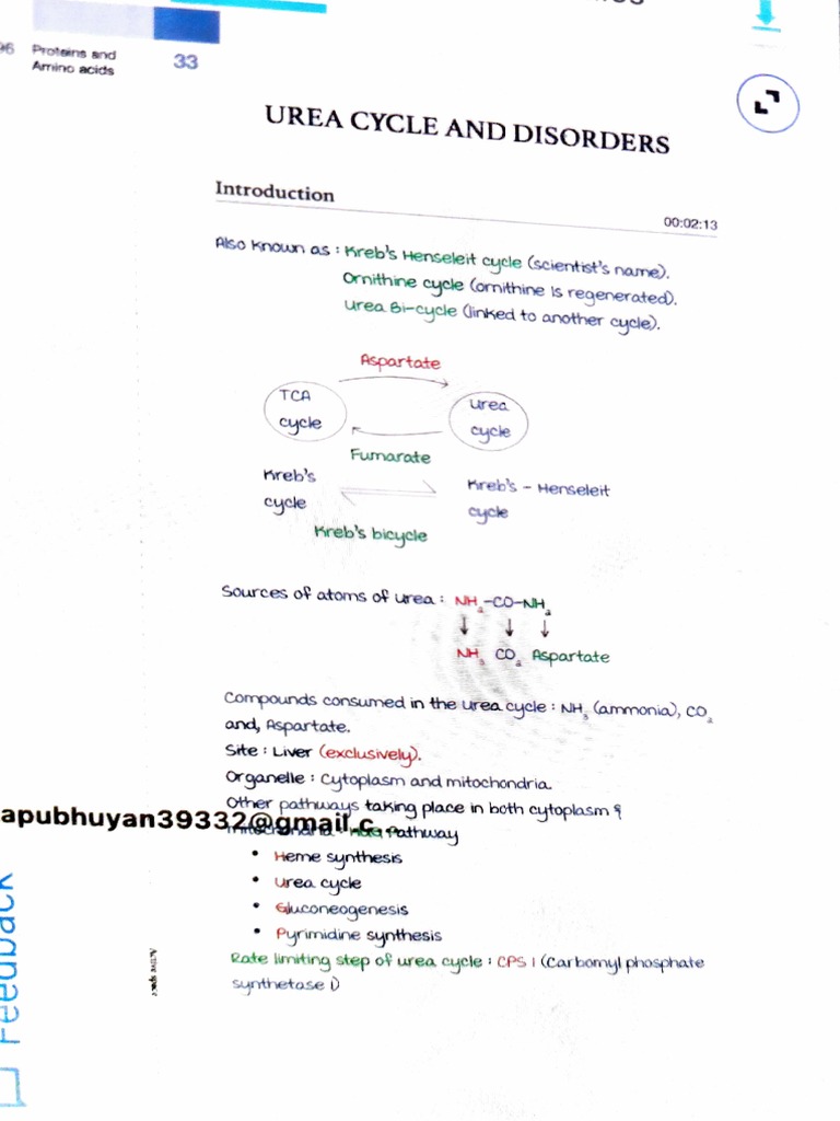 Urea Cycle | PDF | Biochemistry | Chemistry