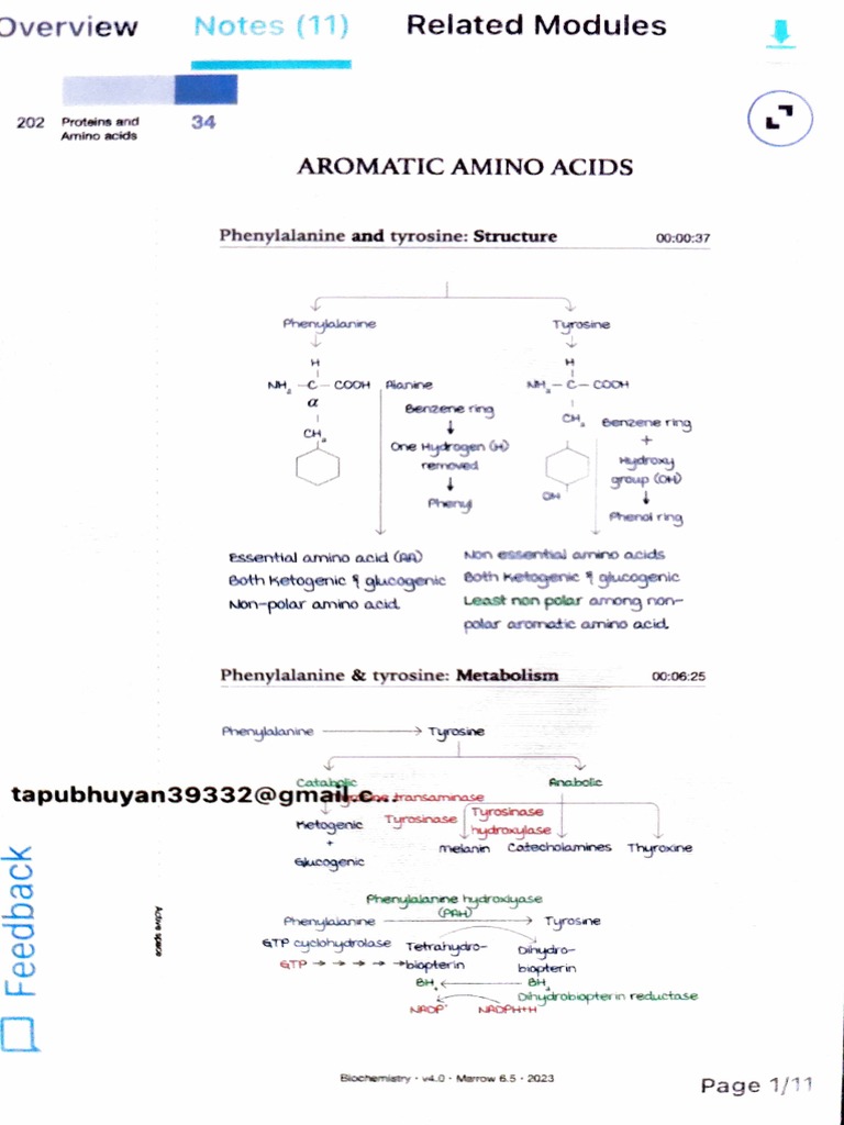 Phe and Tyr | PDF | Tyrosine | Phenylalanine