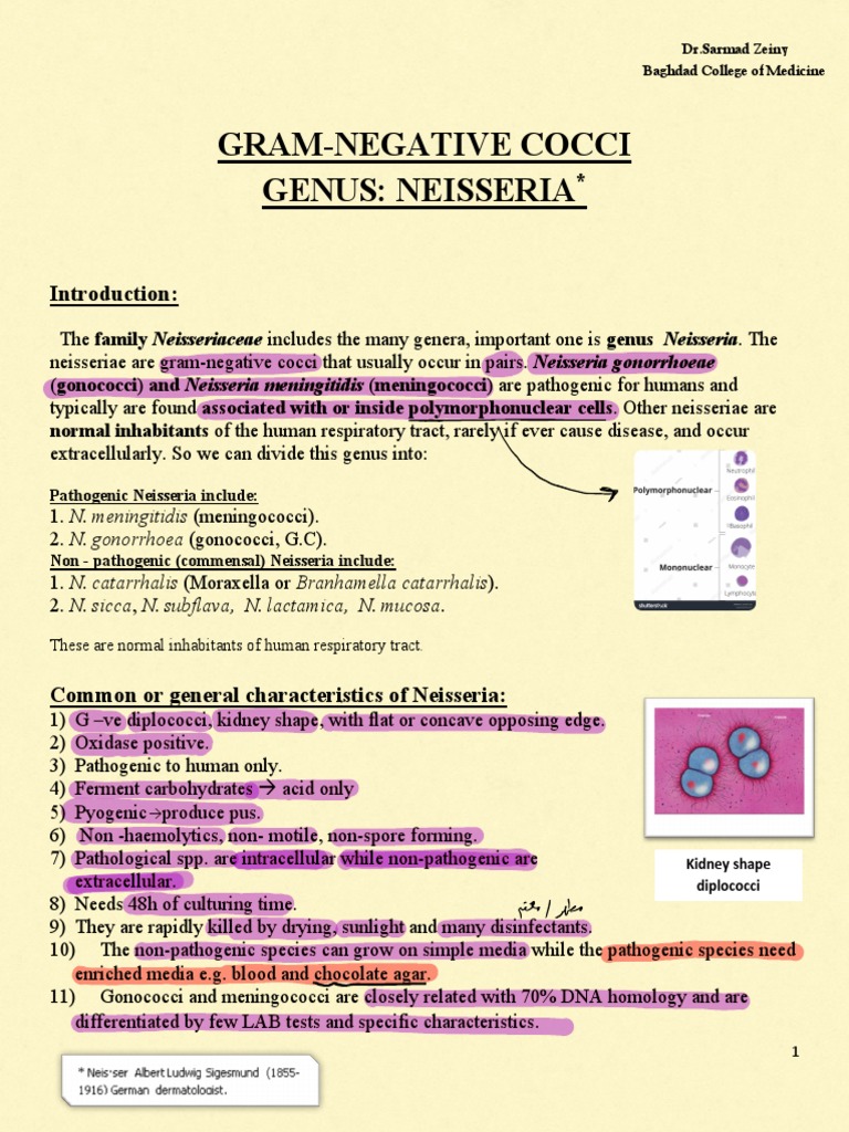 Pyogenic Cocci - GENUS NEISSERIA LGT11-12 | PDF | Meningitis | Microbiology
