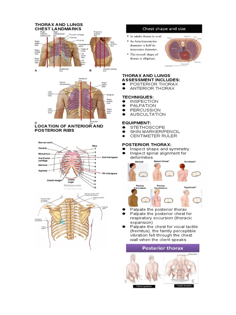 Thorax And Lungs Pdf