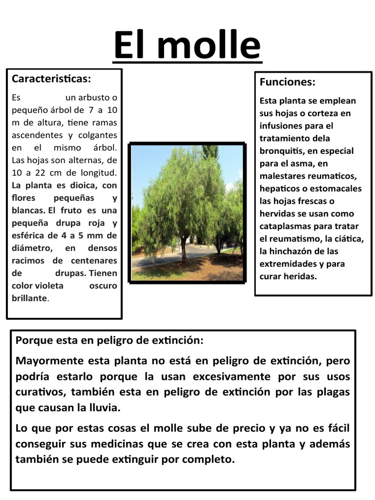 El Molle Propiedades | PDF