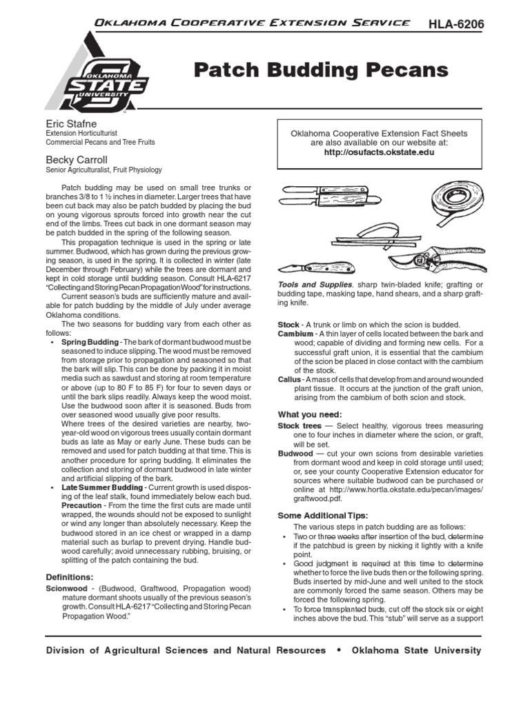 Patch Budding Technique | Grafting | Trees