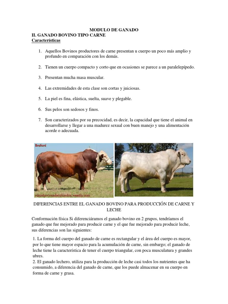 Características del Ganado Bovino de Carne | PDF | Vacas | Carne