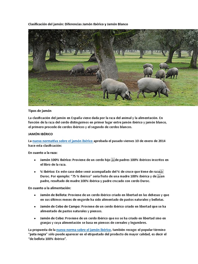 Clasificación del jamón-Diferencias Jamón Ibérico y Jamón Blanco | PDF ...