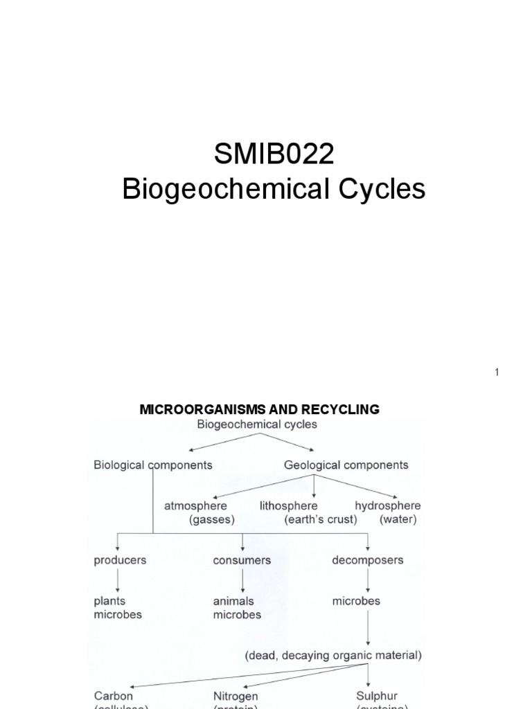 16 - Biogeochemical Cycles Final | PDF | Sulfur | Environmental Science