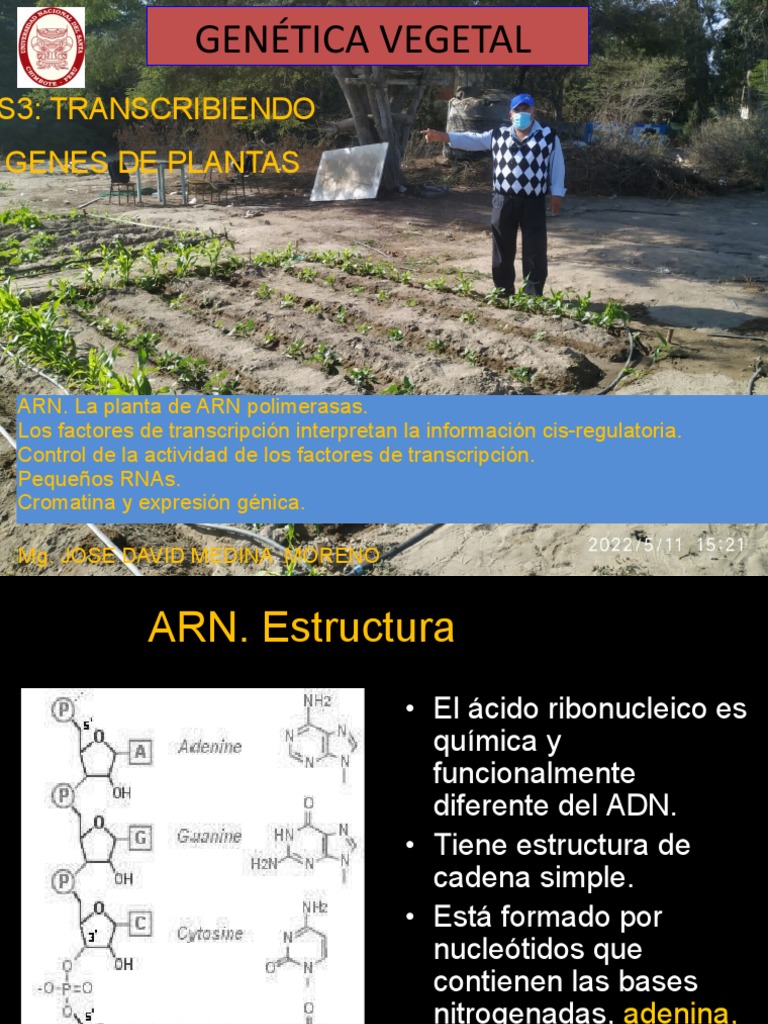 s3 Trascribiendo Genes en Plantas JDMM | PDF | Rna | Adn