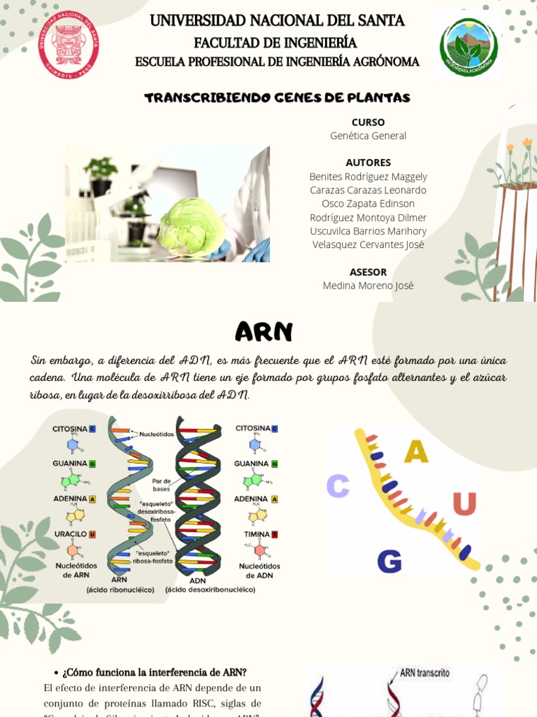 Transcribiendo Genes de Plantas | PDF | Cromatina | Rna