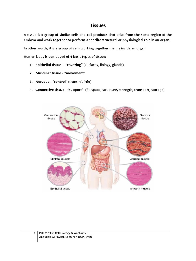Tissue | PDF | Epithelium | Connective Tissue