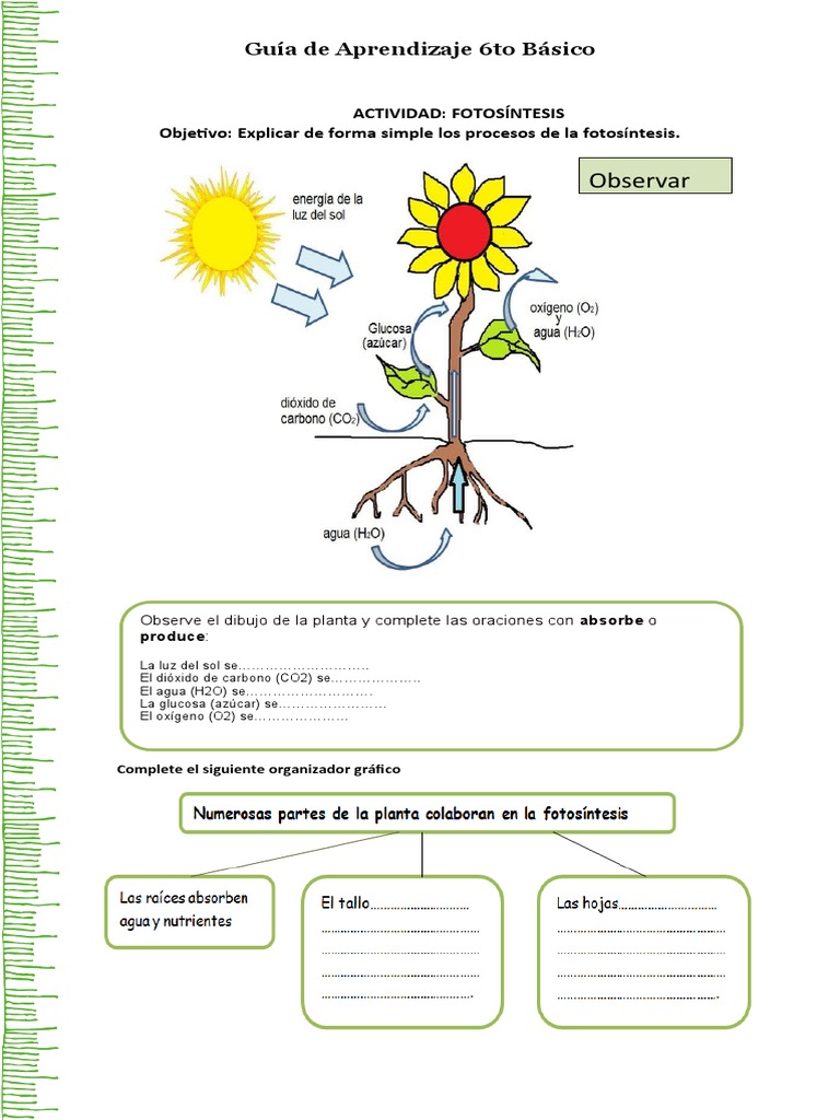 Guia Fotosíntesis 6to 2023 | PDF