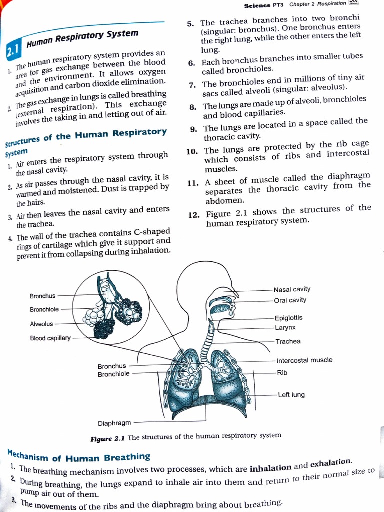 2.1 Respiratory System | PDF | Respiratory Tract | Respiratory System
