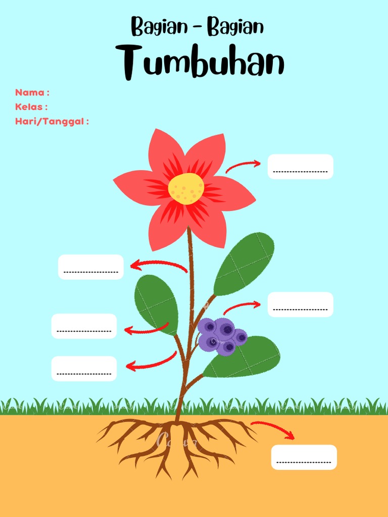 Parts of A Plant Worksheet | PDF