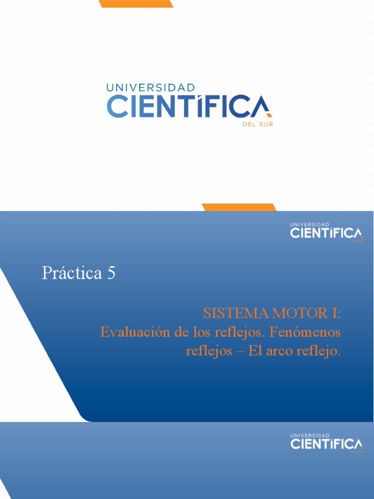 Fisiologia Practica 3 Semana 2 - Morfo IV | PDF | Lesión de la médula espinal | Médula espinal