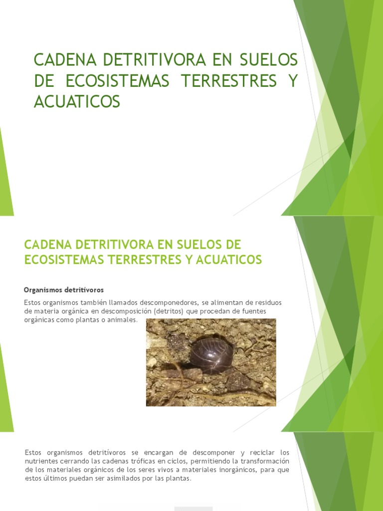 Cadena Detritivora en Ecosistemas Terrestres | PDF | Suelo | Biogeoquímica