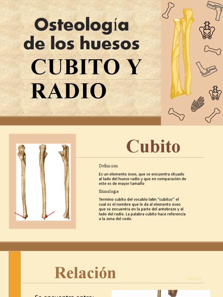 Osteología de Los Huesos Cubito y Radio | PDF | Codo | Sistema ...