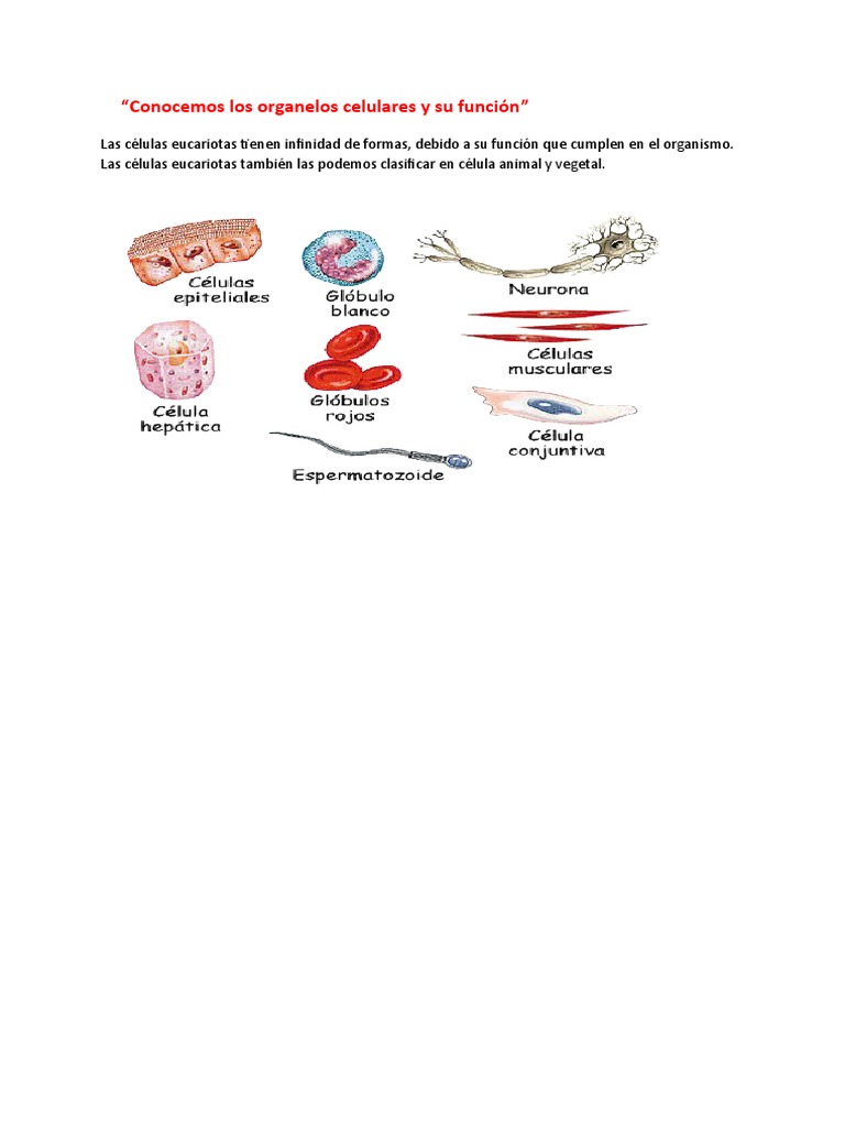 Organelos Celulares y sus Funciones | PDF | Ciencia y matemáticas