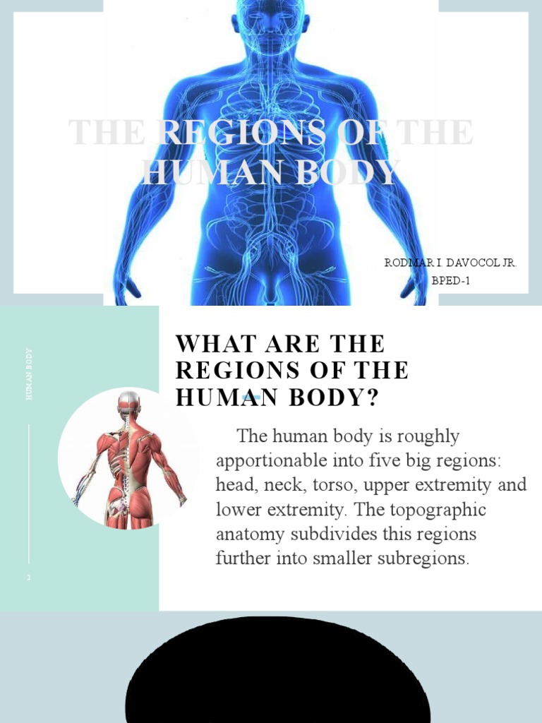 The Regions of The Human Body | PDF | Pelvis | Abdomen