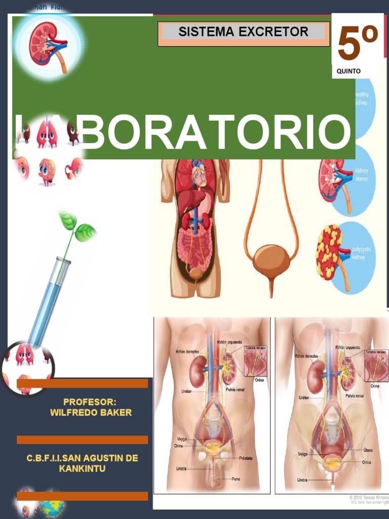 Laboratorio: Sistema Excretor | PDF | Sistema urinario | Excreción