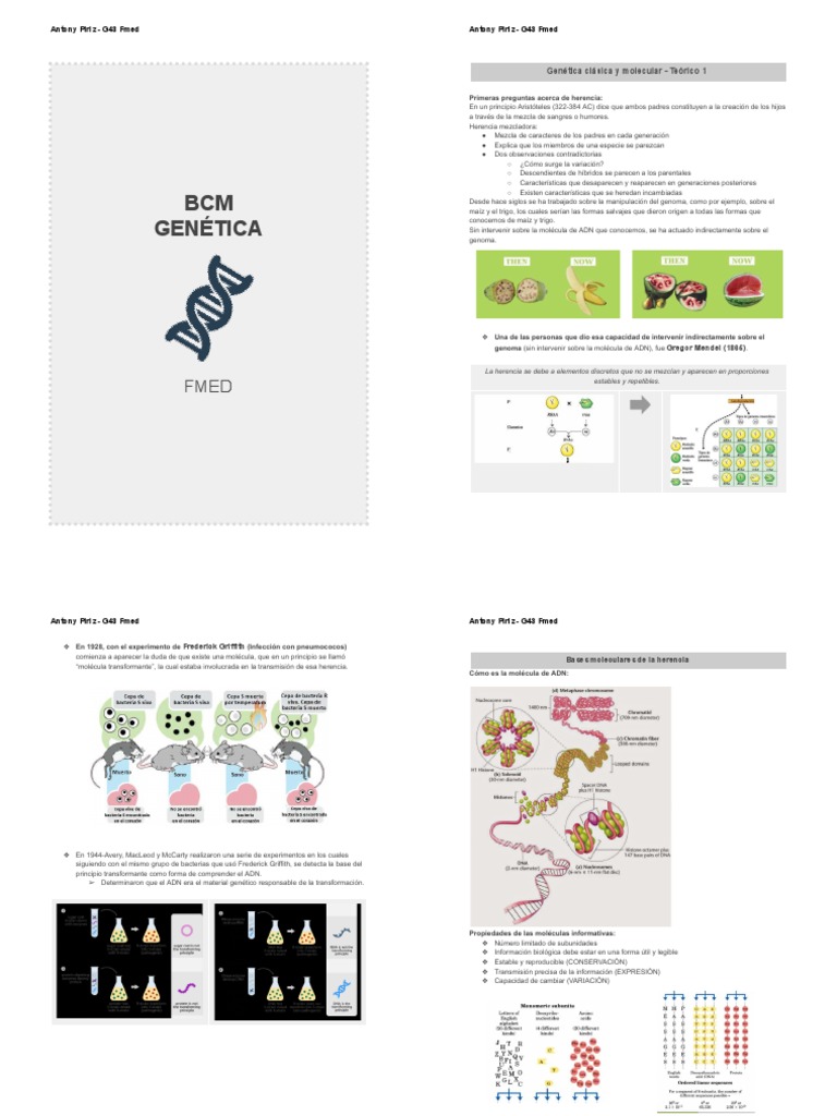 Historia y Estructura del ADN | PDF | Adn | Rna