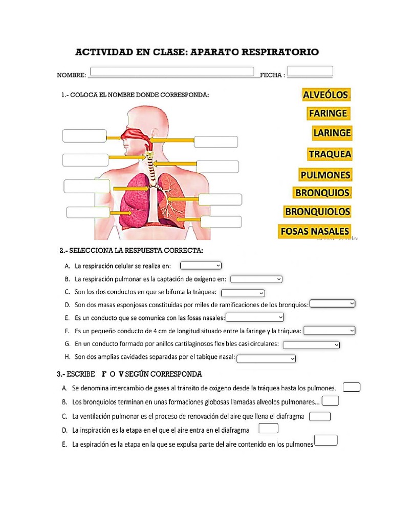 Actividad Sistema Respiratorio - Reforzamiento | PDF