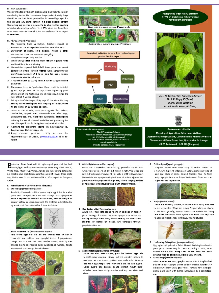 betel-vine-ipm-for-export | PDF | Pest (Organism) | Insects