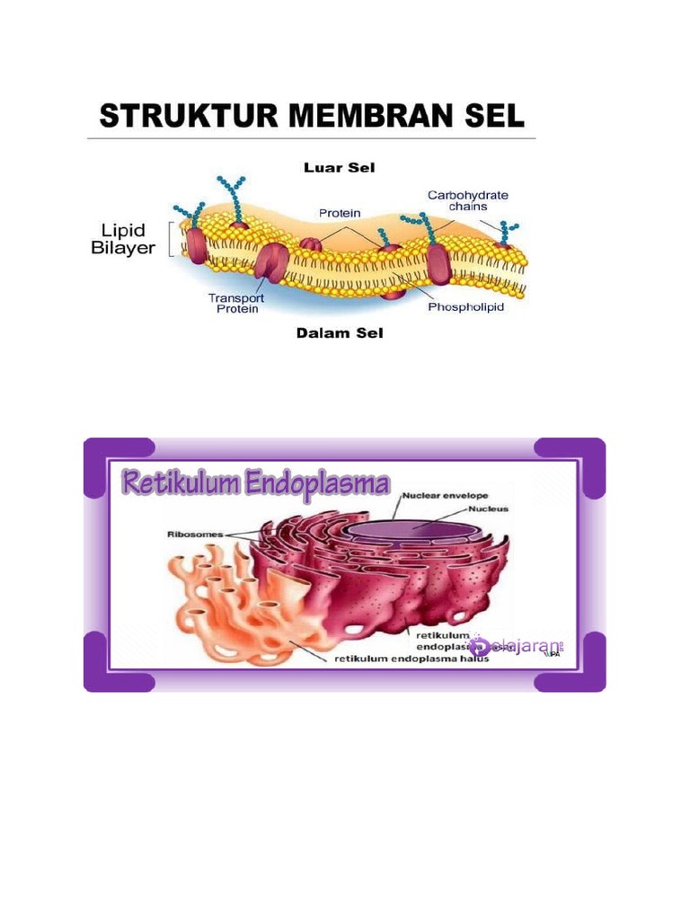 Struktur Membran Sel | PDF