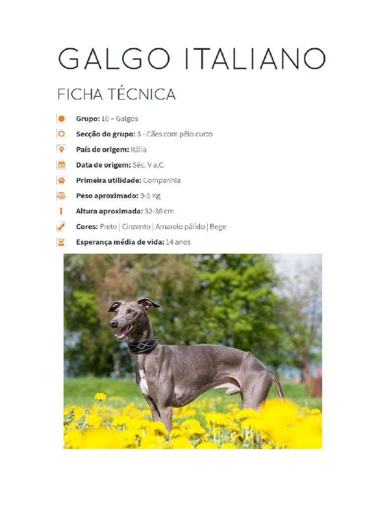 Galgo Italiano | PDF | Cães | Itália