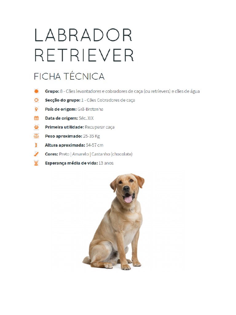 Labrador Retriever | PDF | Labrador retriever | Terra Nova e Labrador