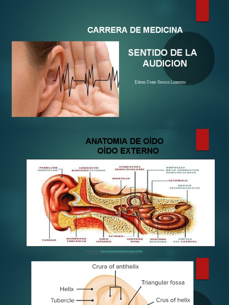 Anatomía del Oído y Audición | PDF | Oído | Neurología