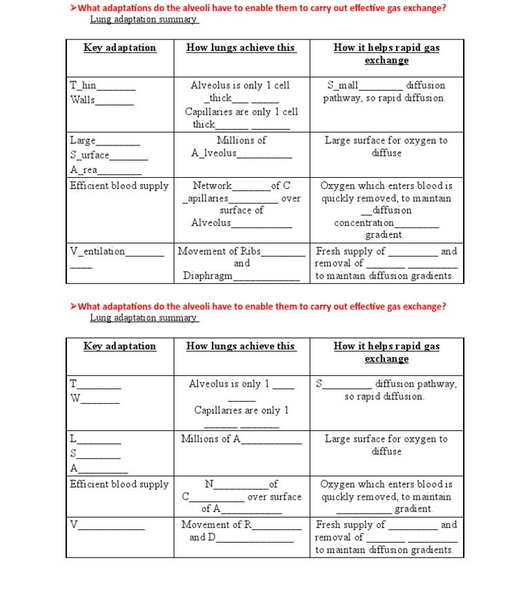 Lung Adaptations for Gas Exchange | PDF | Diffusion | Anatomy