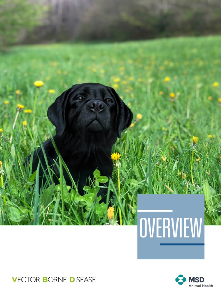 Vector Borne Disease - MSD Animal Health | PDF | Lyme Disease | Infection