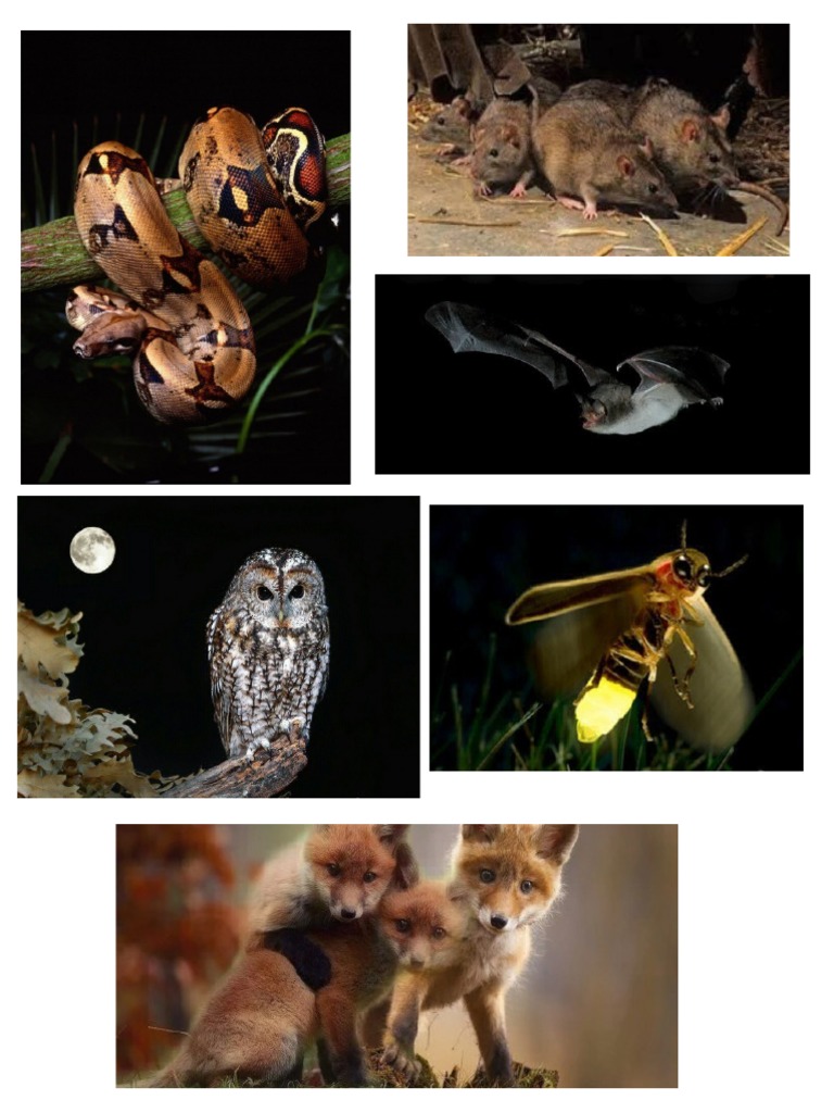 Animales Nocturnos | PDF