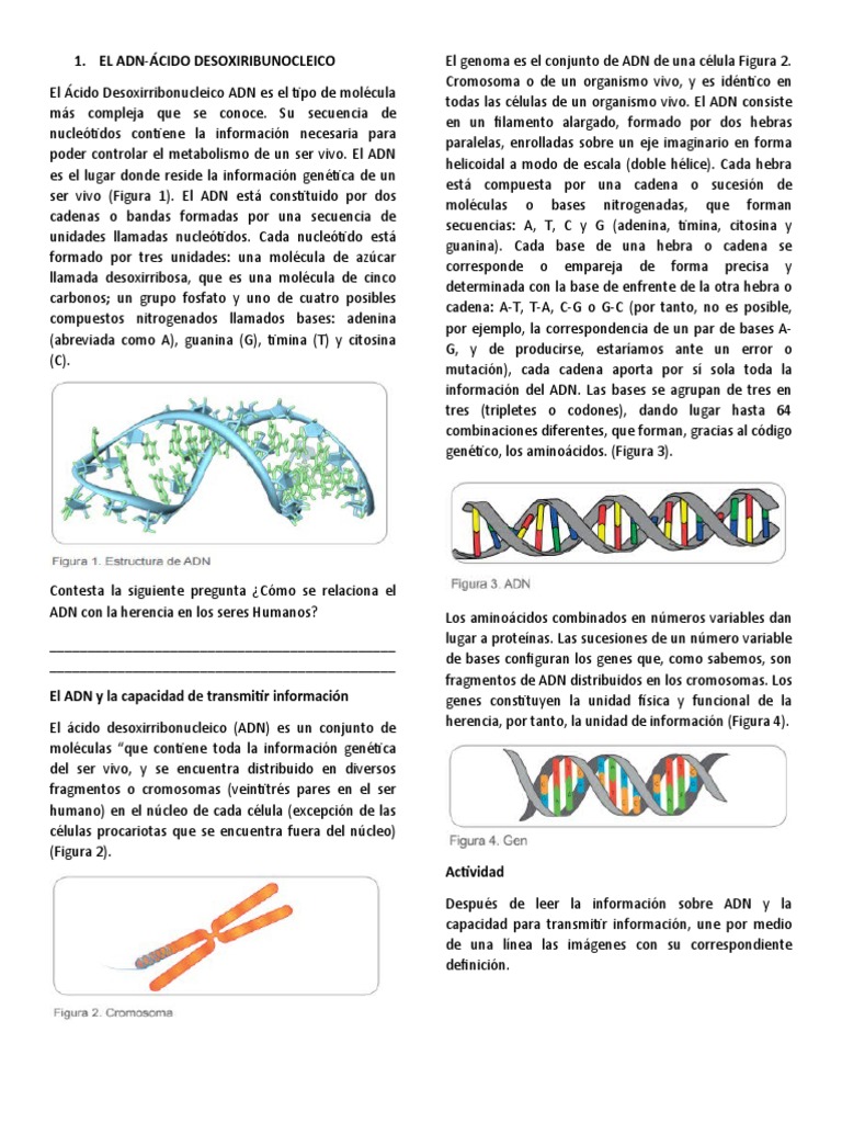 El Adn | PDF | Rna | Adn