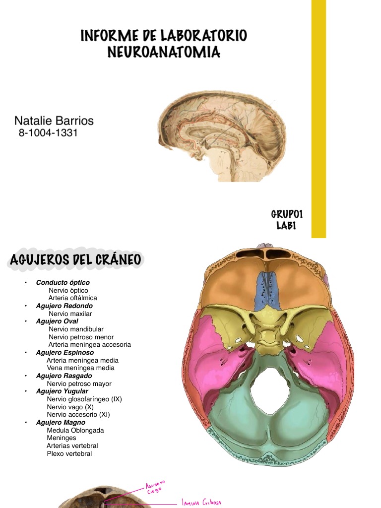 Neuro Lab | PDF | Neuroanatomía | Anatomía humana