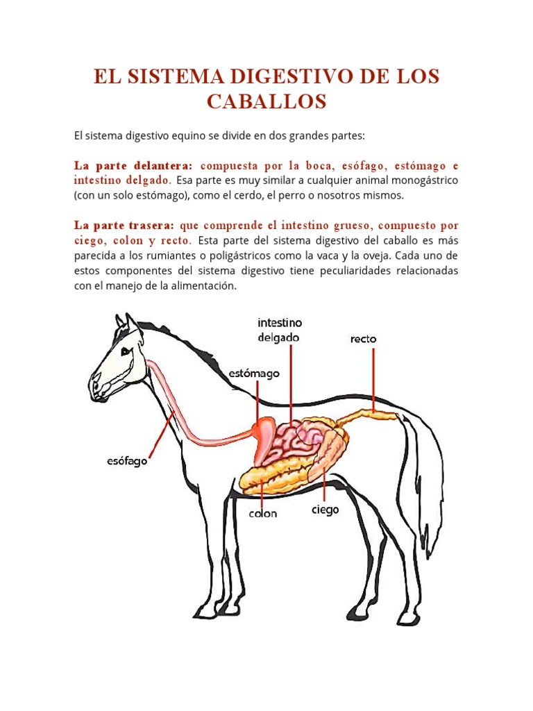 Principales Trastornos Gastrointestinales En Caballos – LMTYW