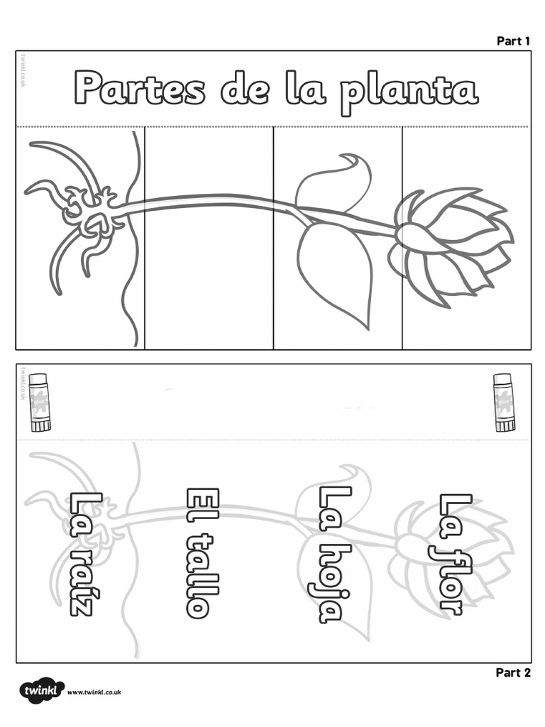 Partes de La Planta. | PDF