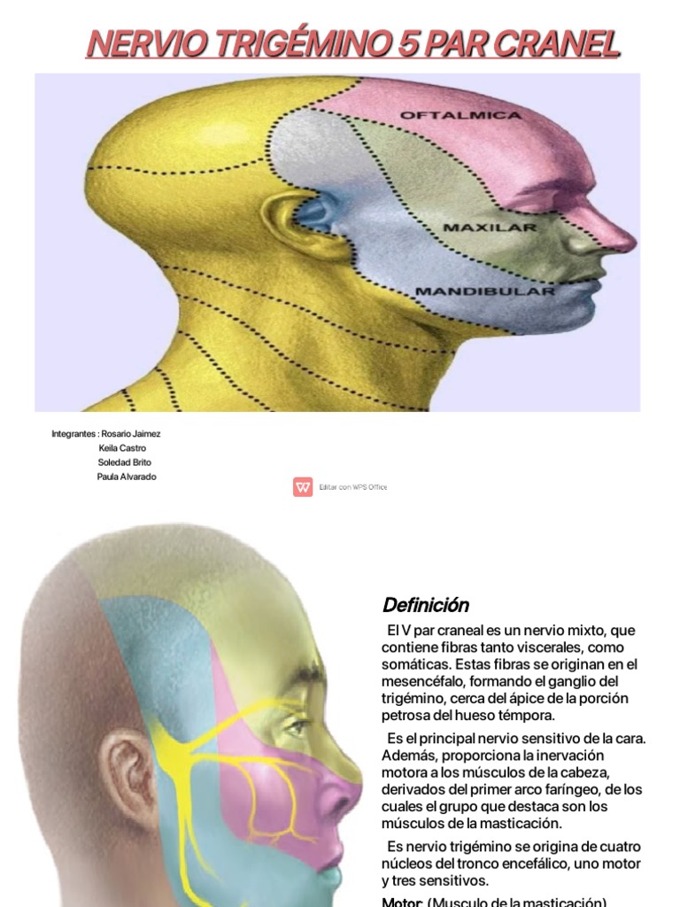 NERVIO TRIGÉMIN-keila | PDF | Medicina CLINICA | Sistema nervioso