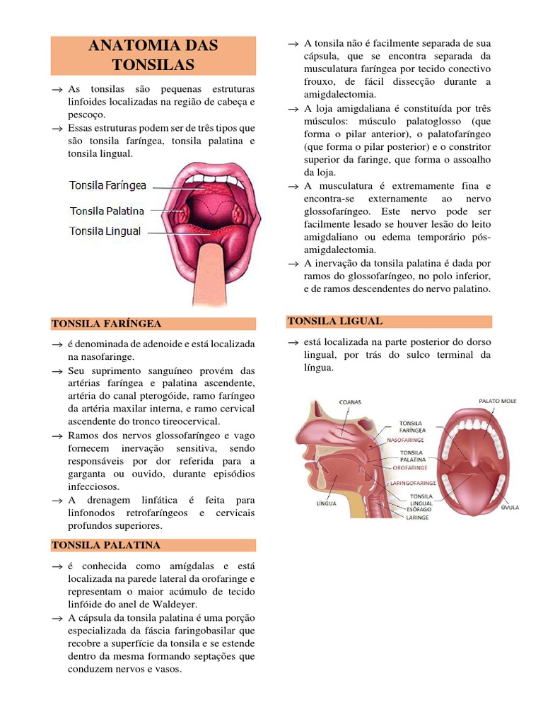 Anatomia Tonsilas | PDF | Nervo | Órgão (anatomia)