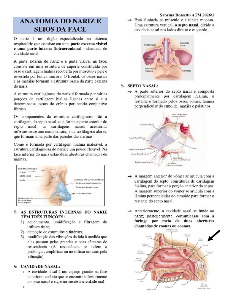 Anatomia Do Nariz e Seios Da Face | PDF