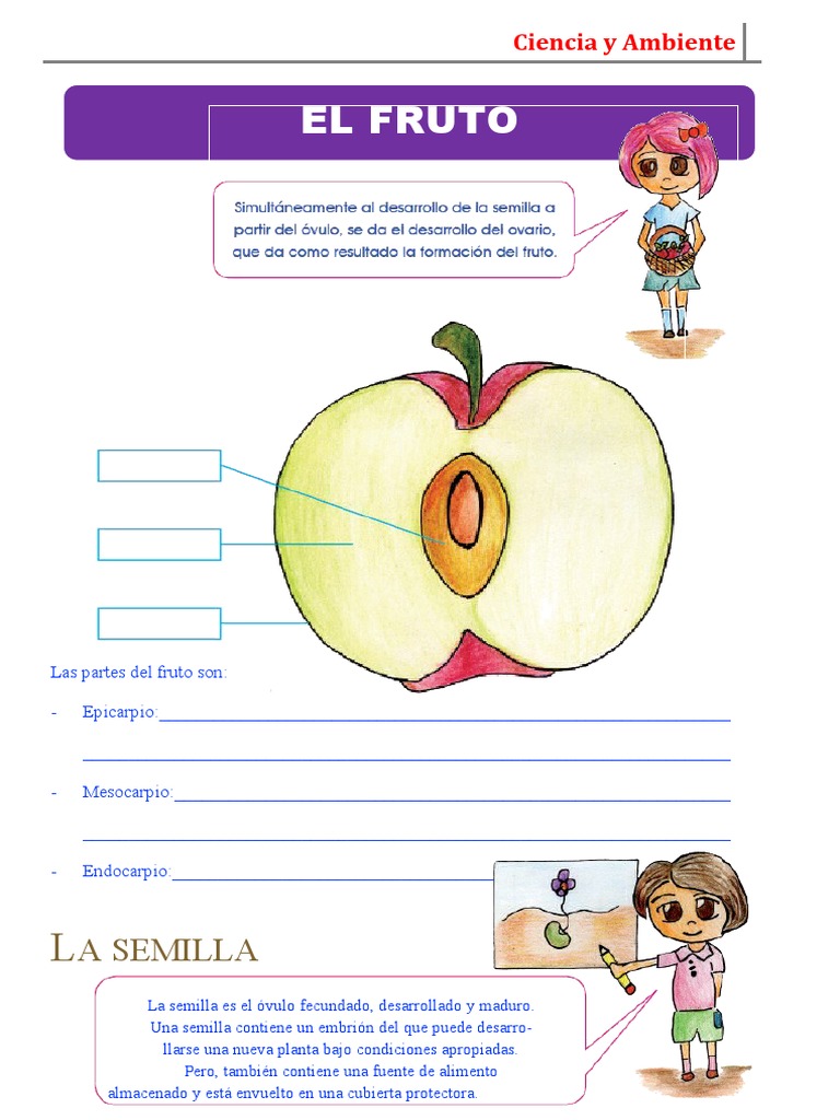 Partes del Fruto y Semilla de Manzana | PDF | Hogar, jardinería y ...