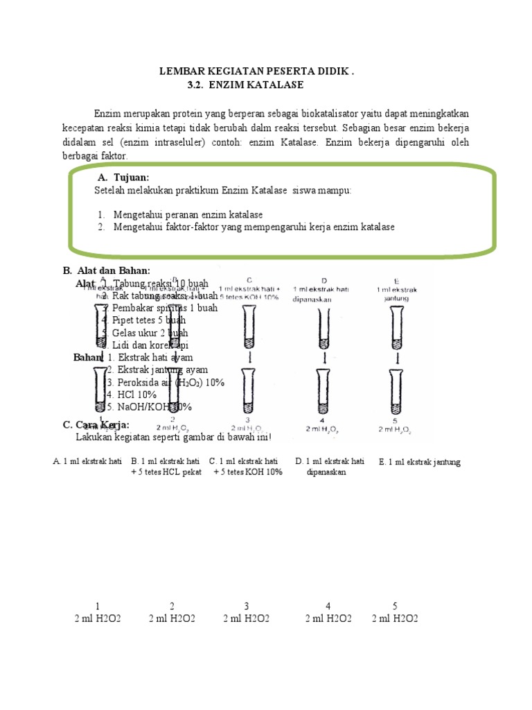 LKPD - Enzim Katalase | PDF